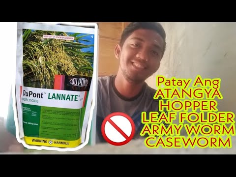 Pamatay Insekto gaya ng Atangya,GLH, Leaf folder ,ArmyWorm Caseworm at ...