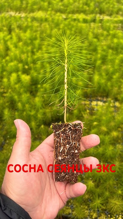 СЕЯНЦЫ С ЗКС СОСНА ОБЫКНОВЕННАЯ ДЛЯ ЛЕСОВОССТАНОВЛЕНИЯ-ЗАКРЫТАЯ ...