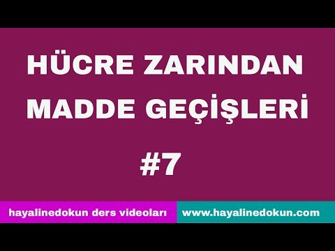 Hücre Zarından Madde Geçişleri #7 |Aktif Taşıma-Endositoz-Ekzositoz|9.Sınıf Biyoloji |YKS Biyoloji