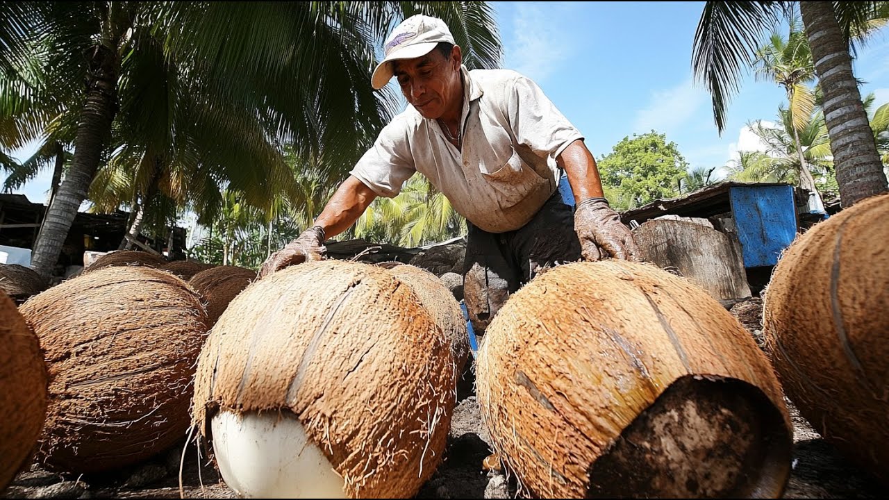 Bumper Coconut Season: Farmers Pick Hundreds of Tons of Coconuts to the ...