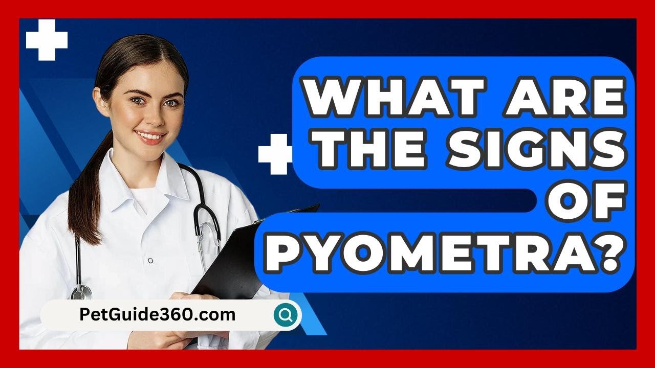 What Are The Signs Of Pyometra? - PetGuide360.com - YouTube