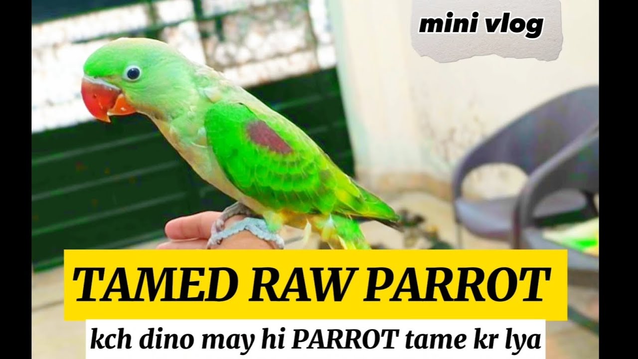 tamed parrot in few days | parrot ko bahir ly gya | raw baby | fully ...
