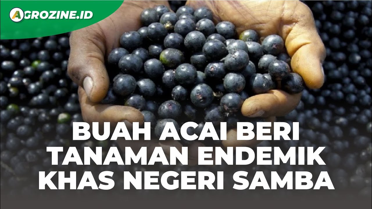 Mengenal Buah Acai Berry yang Dipercaya Bisa Menjaga Jantung dan ...