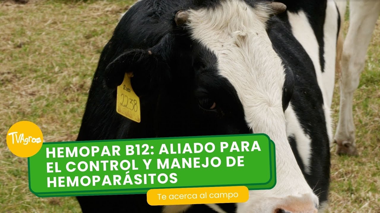 Hemopar B12: aliado para el control y manejo de hemoparásitos-TvAgro ...