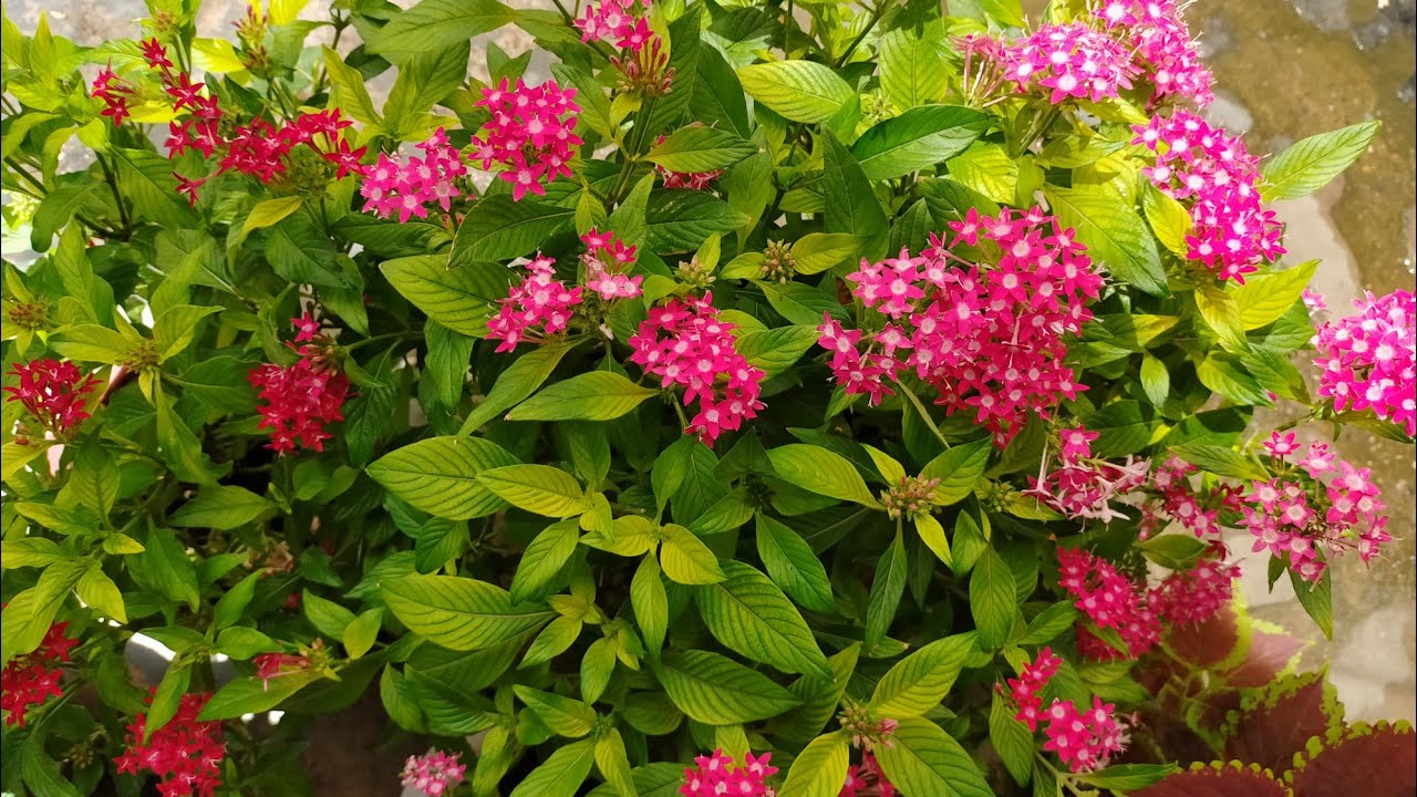 How to take care of pentas plant before monsoon - YouTube