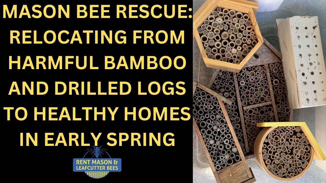 MASON BEE RESCUE - TRANSITION BEES FROM HARMFUL BAMBOO AND DRILLED LOGS ...