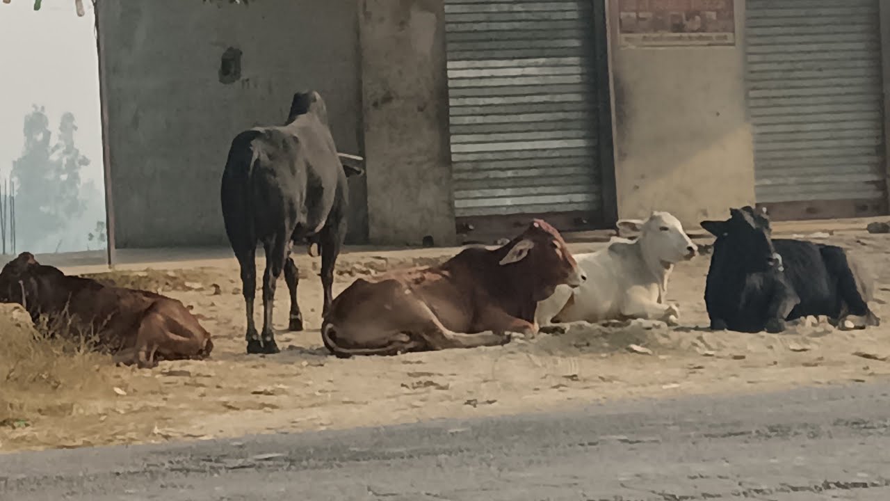 Village life in india . Indian caw . indian Buffalo .Crow cleaning ...