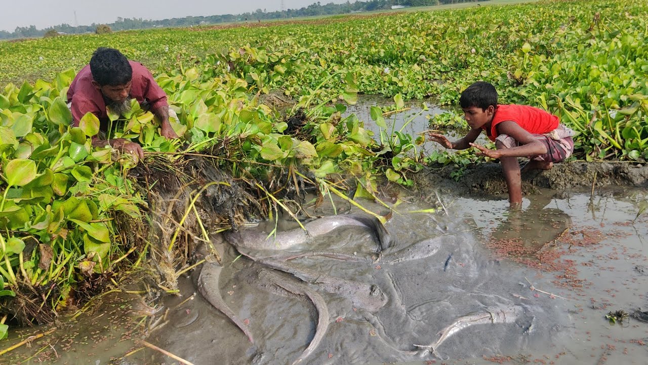 Amazing catfish searching & catching in mud water by hand - YouTube