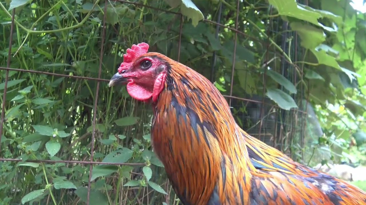 Belgium Giant Liege Fighter & Erik the Red with family, baby chicks ...