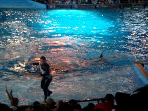 Killer whale show at Sea world, San Antonio, Texas - YouTube
