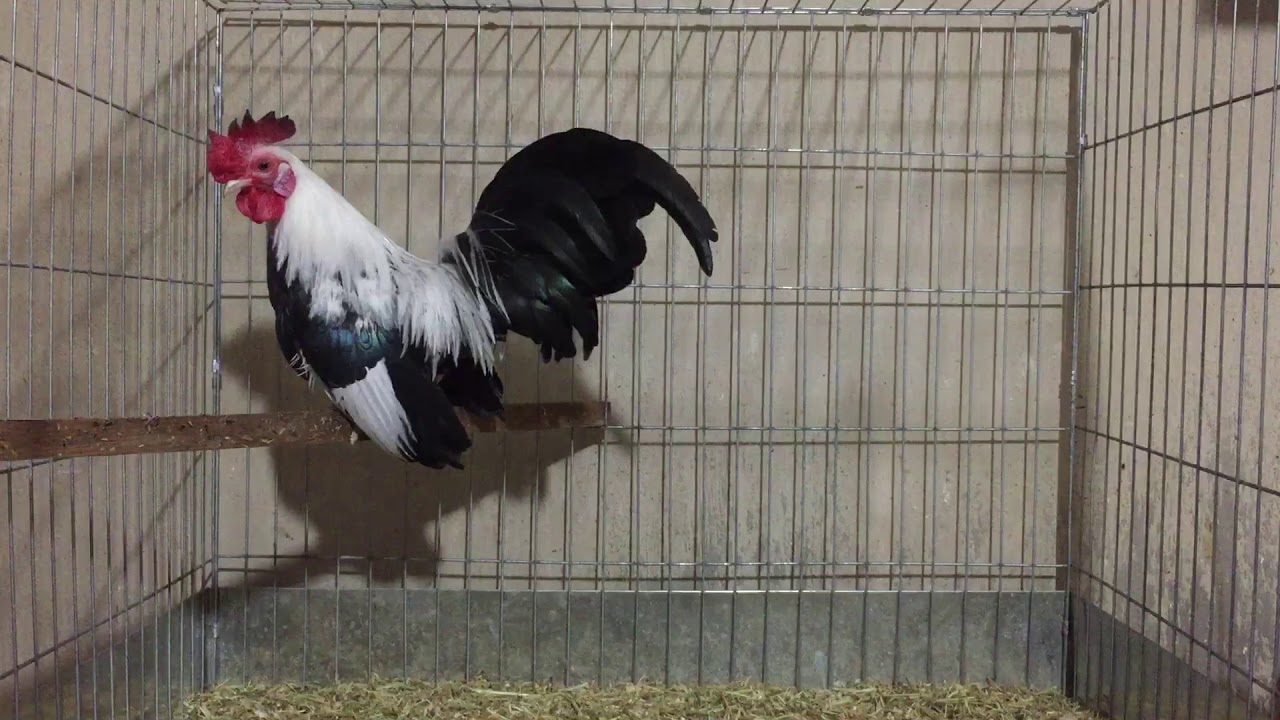 Gallo Miniatura Azteca Criadero San Matías Pollon Plata 2019 - YouTube