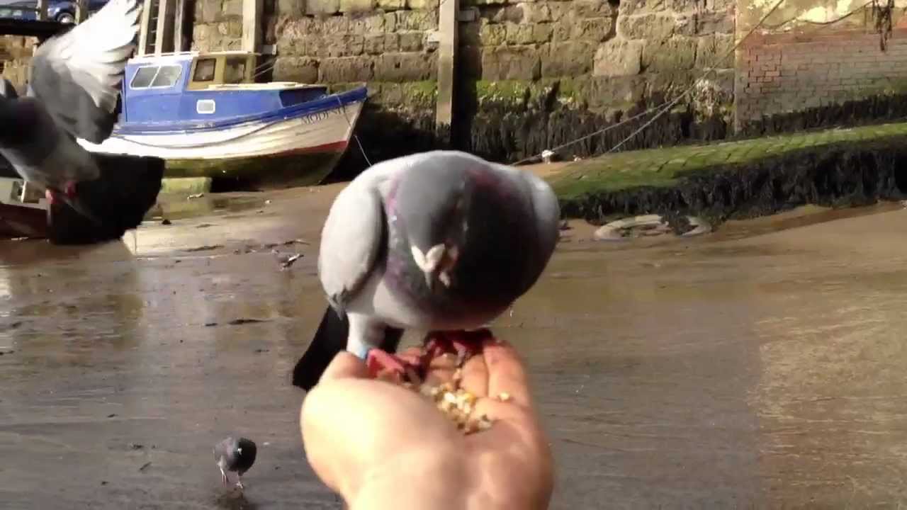 Tame pigeons feeding off my hand at Scarborough harbour. - YouTube
