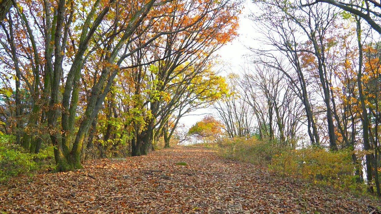 Mountain ridge hike, forest trail, forest colored with autumn leaves ...