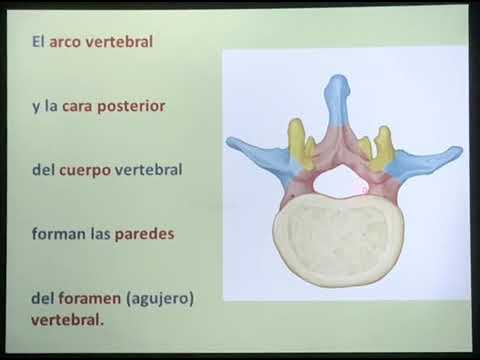Vértebras parte II - YouTube