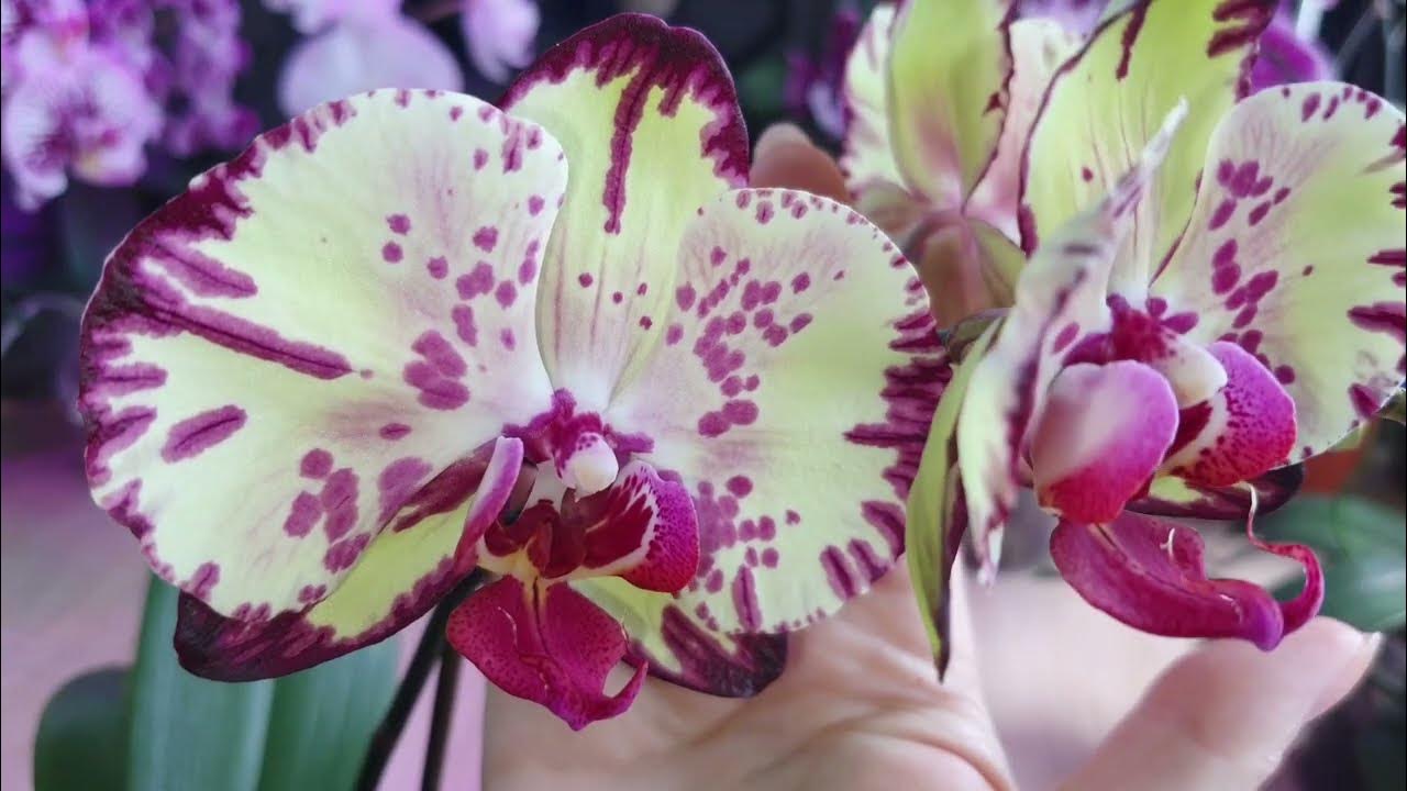 Орхидея Phalаenopsis (Miki-Orchid) Crown 16 - Мики Кроун. #Цветение ...