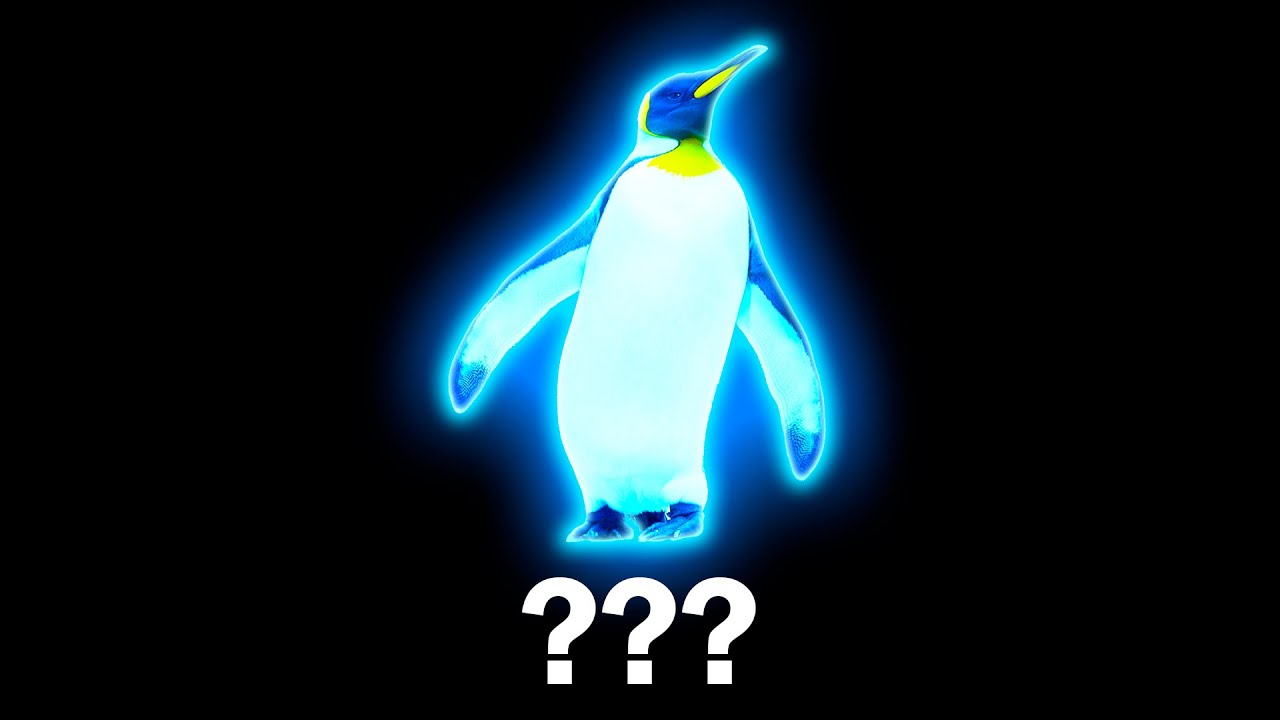 15 "Penguin" Sound Variations in 30 Seconds - YouTube