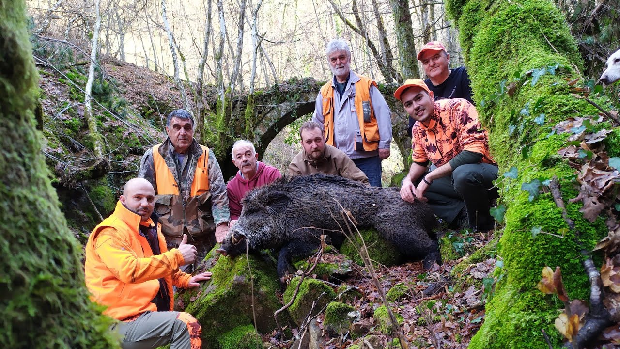 Κυνήγι αγριογούρουνου / Wild boar hunting 21/12/2019 (GREECE) - YouTube