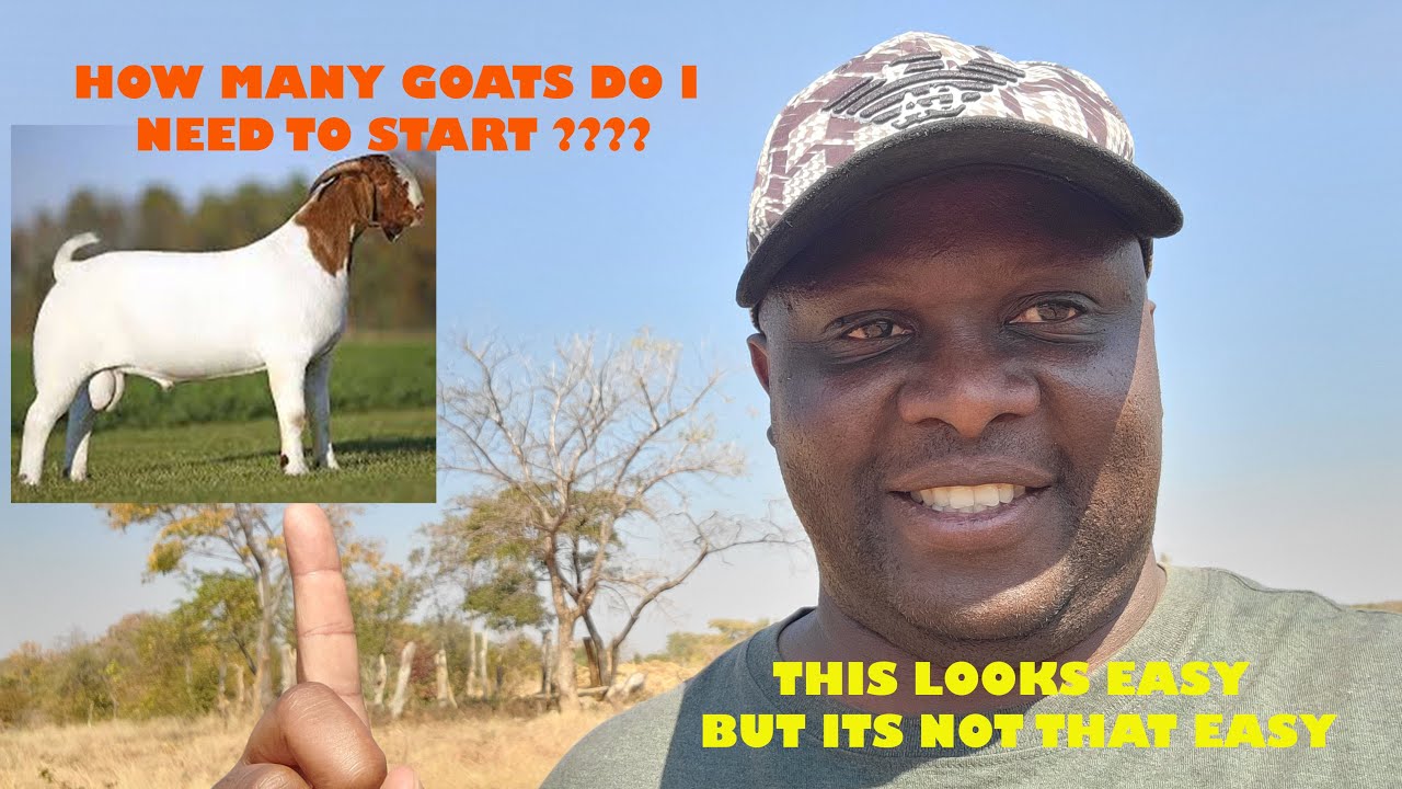 How Many Goats to Start a Goat Project in 2024 - YouTube