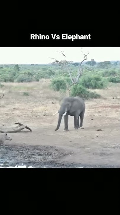 Rhino Vs Elephant Fight / Subscribe👉 Wildlife India Official - YouTube