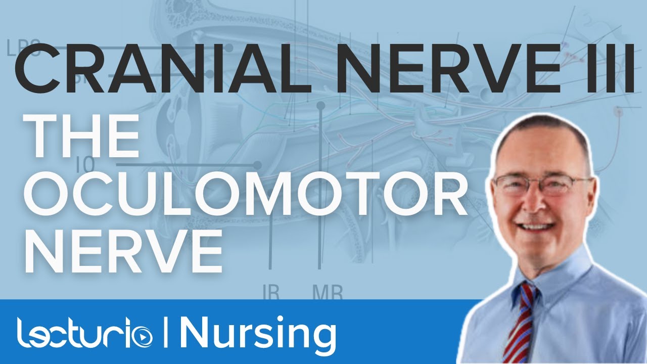 Cranial Nerve III: The Oculomotor Nerve | Functions and Complications ...