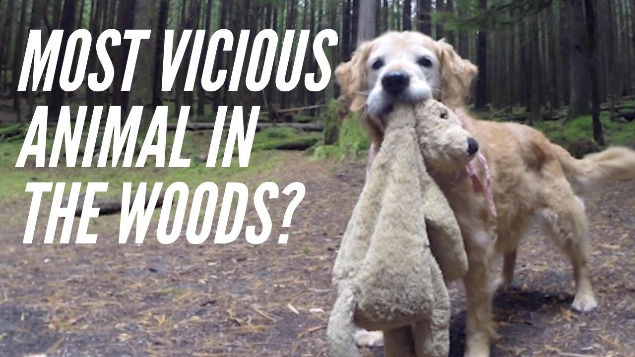 Golden Retrievers - The most vicious animal in the woods? - YouTube