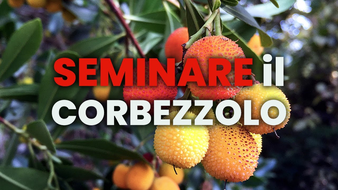 SEMINA del CORBEZZOLO, ERICA, MIRTO, PINO DOMESTICO e LENTISCO - YouTube