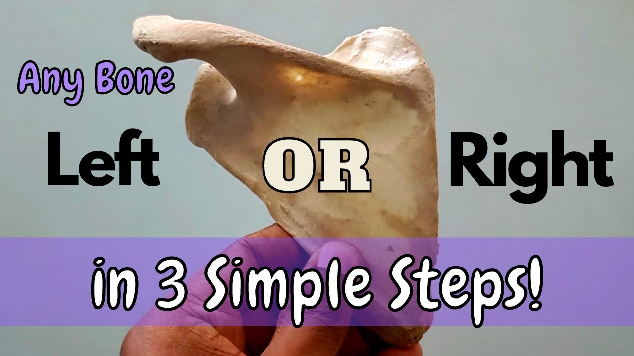 Side determination of a bone | 3 Simple steps - YouTube