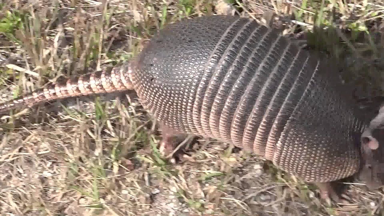 Florida Trail: Armadillo in Fort Pickens - YouTube