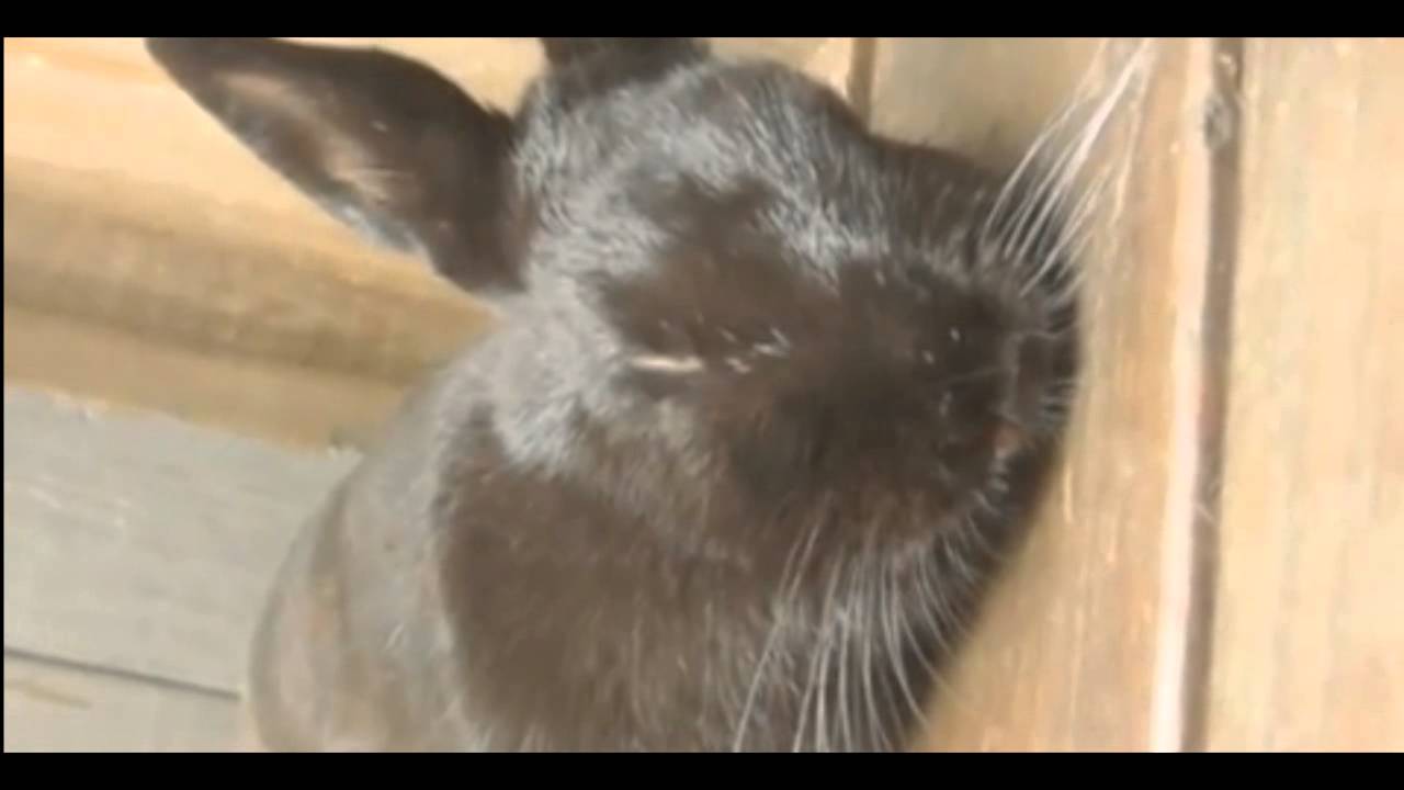 I love my Rabbits... - YouTube