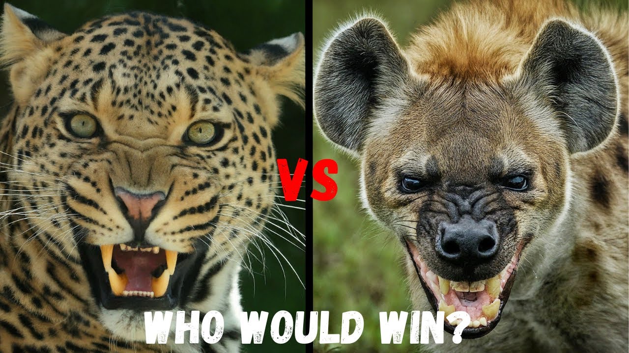 LEOPARD vs HYENA - 1 VS 1 Who Would Win? - YouTube