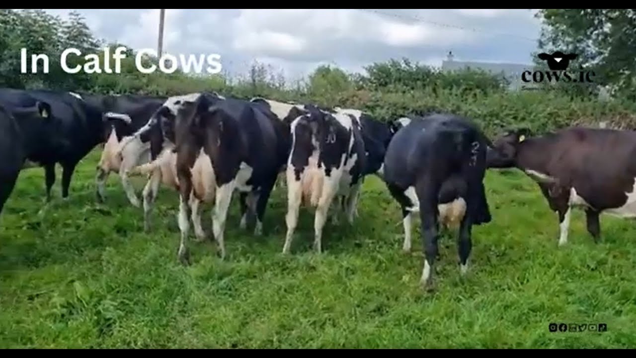 Spring Calving Cows - YouTube