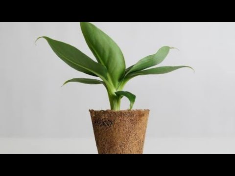 வாழை கன்று நடும் முறை | How to plant a banana tree sapling complete ...