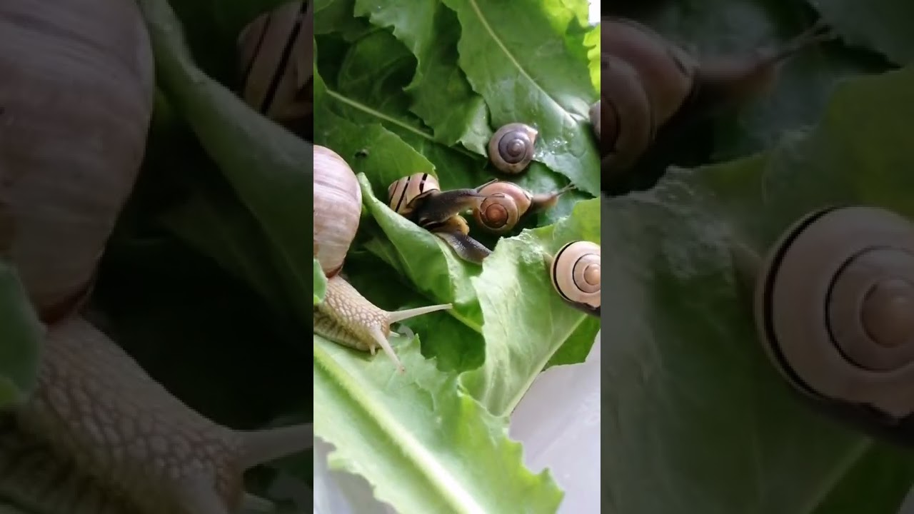 my little snails 🐌🥰 - YouTube