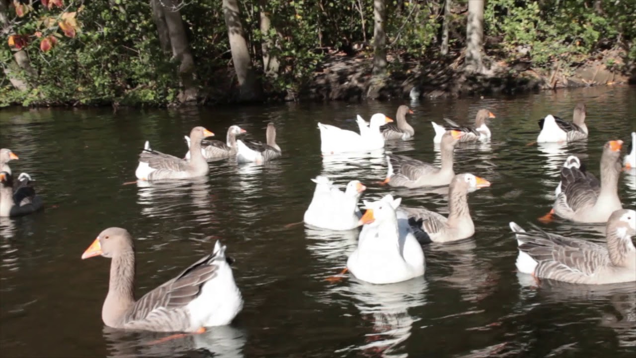 Guarding Behaviour of the Greylag Goose - YouTube