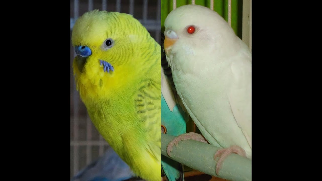 Budgie/Parakeet Hatchling To Fledgling (Dilly And Salty's Clutch) - YouTube