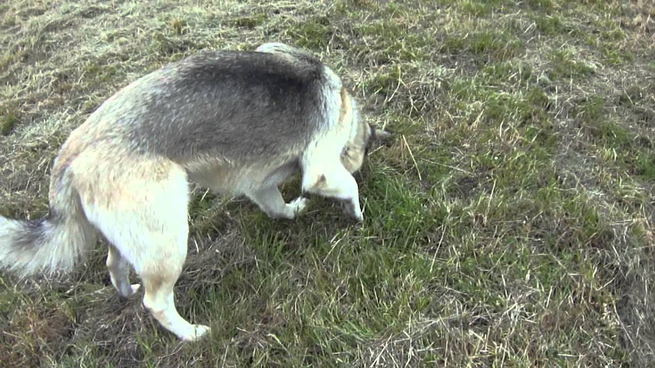 Dog Pounce - YouTube