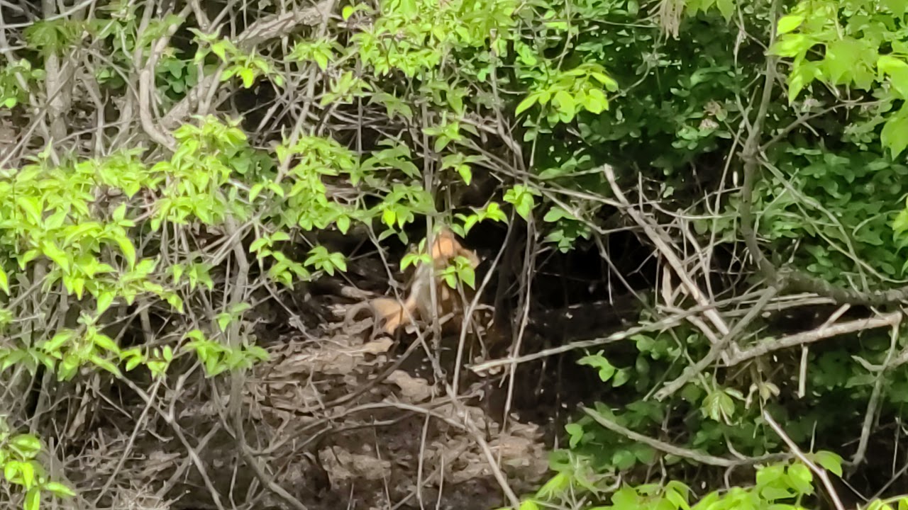Red Fox at Magee Marsh, Part 7. - YouTube