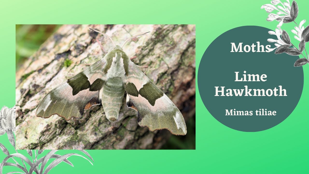 Moths- Lime Hawk-moth Mimas tiliae - YouTube