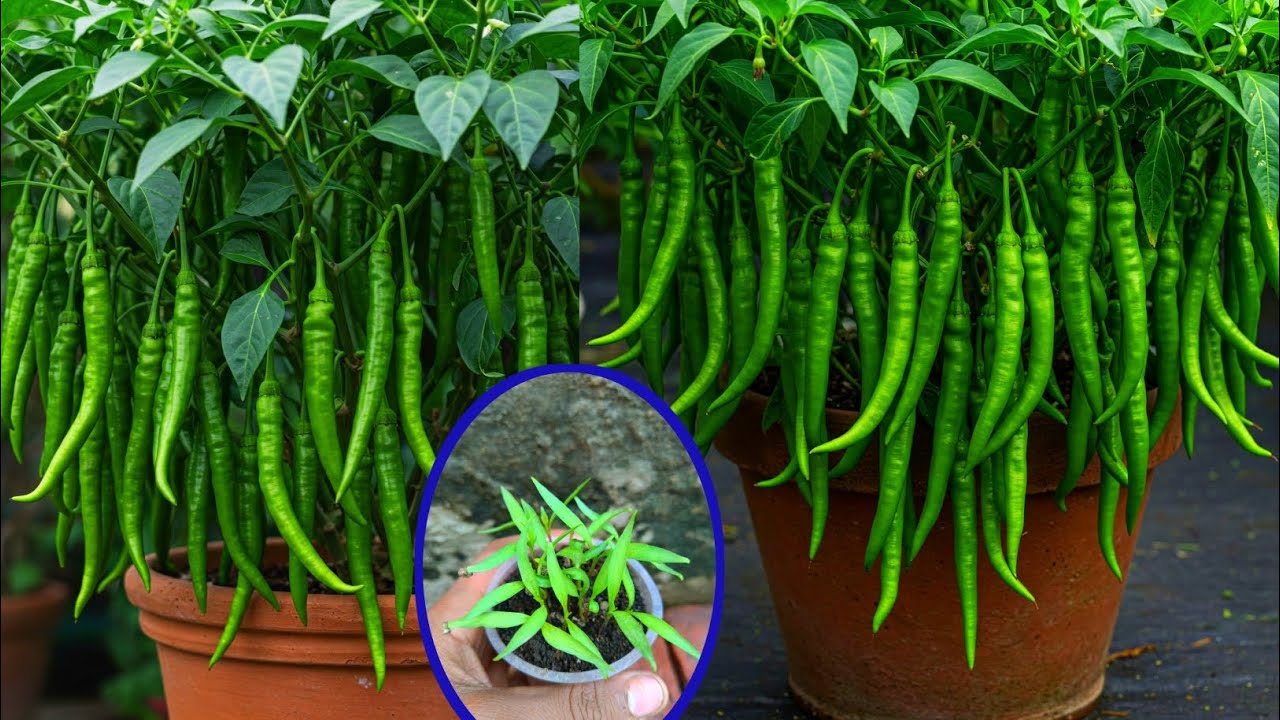 How to grow green chilli from seed - YouTube