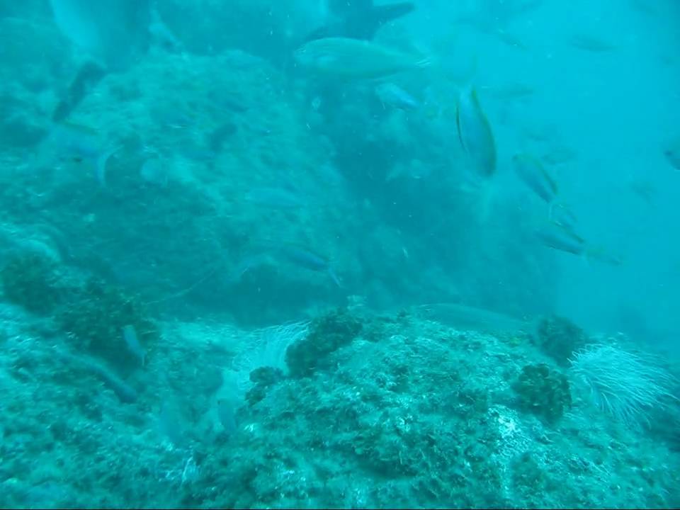 Reunión de Peces Luna - YouTube