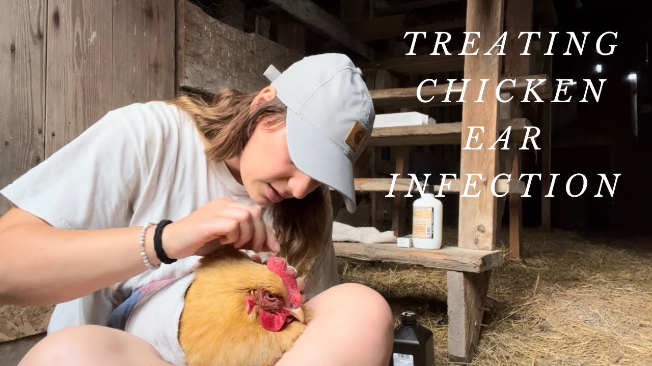 Treating Inner Ear Infection in Chickens - YouTube
