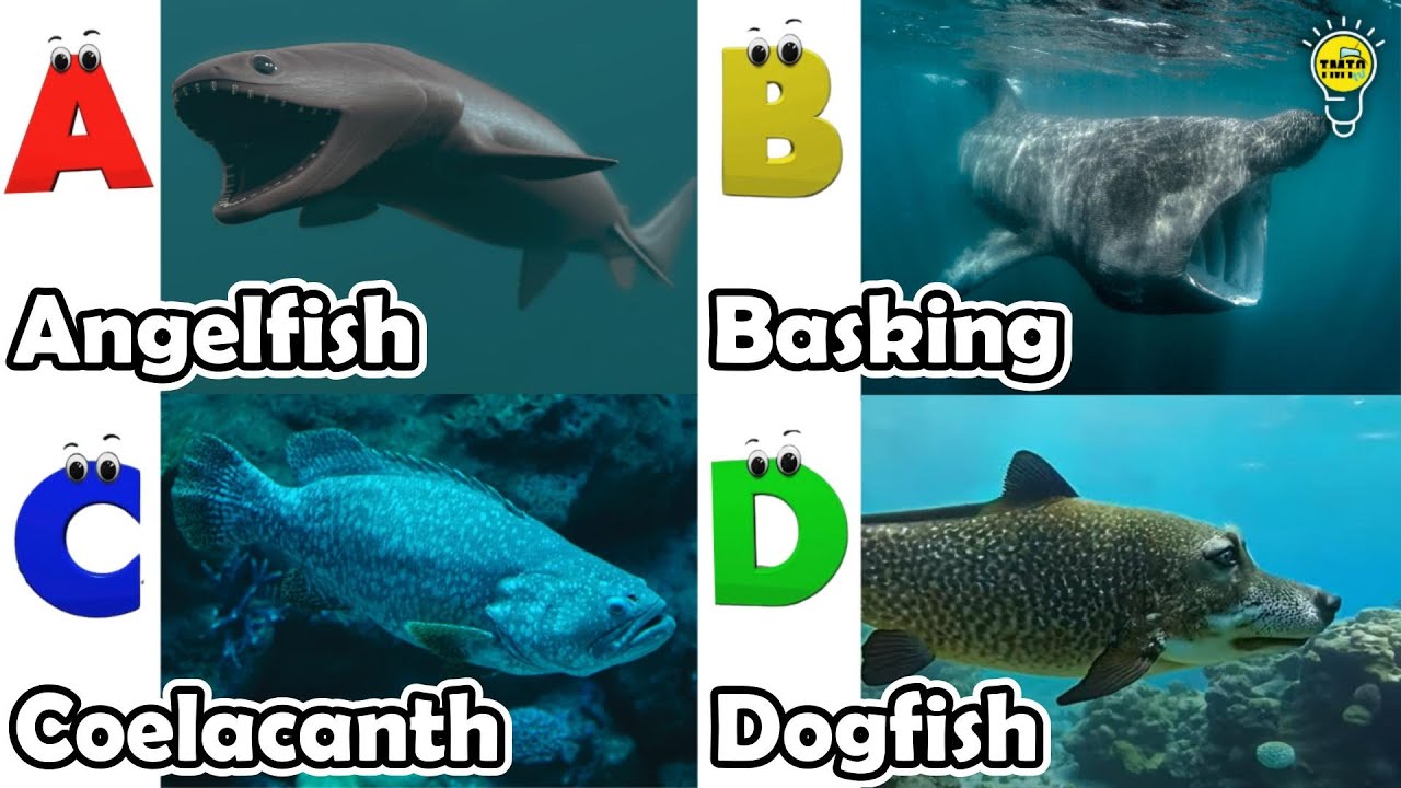 ABC phonics animals | ABC Sea Animals song | English and Animals for ...