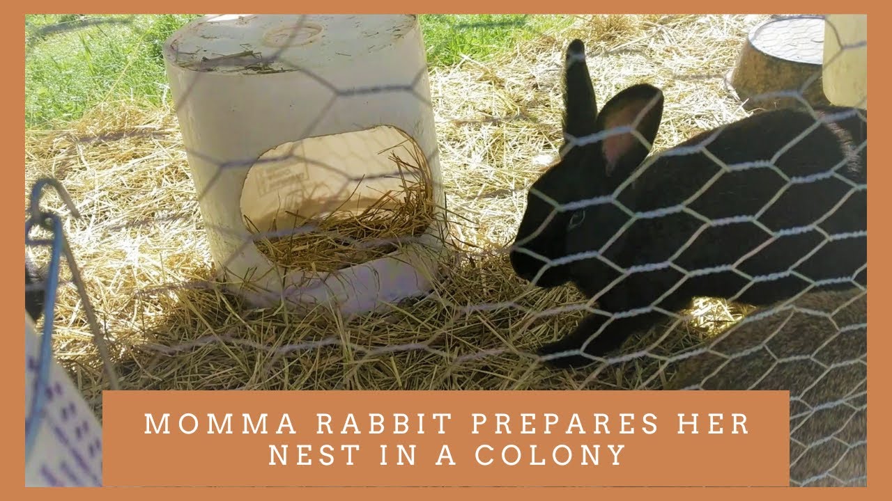Momma Rabbit Prepares Nest For Her BABIES in a Colony - YouTube