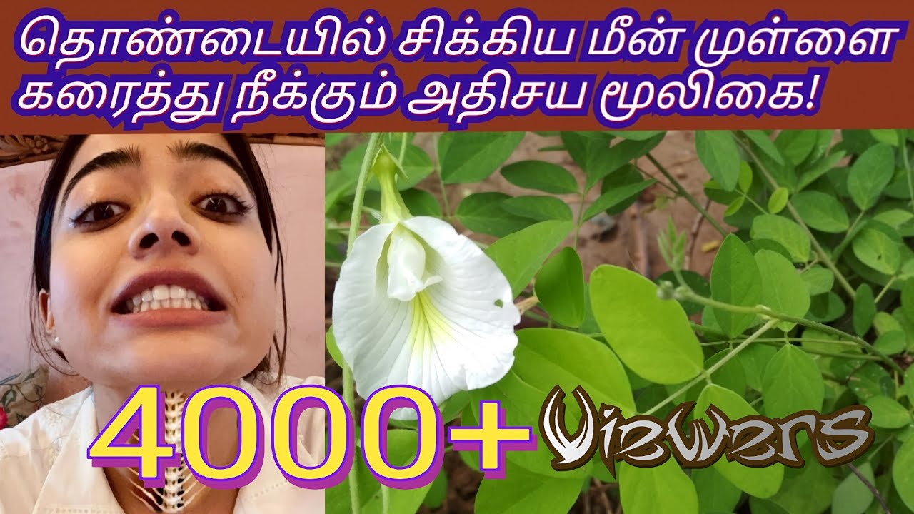 மீன் முள் தொண்டையில் சிக்கிக் கொண்டால் எப்படி எடுப்பது? || thondaiyil ...