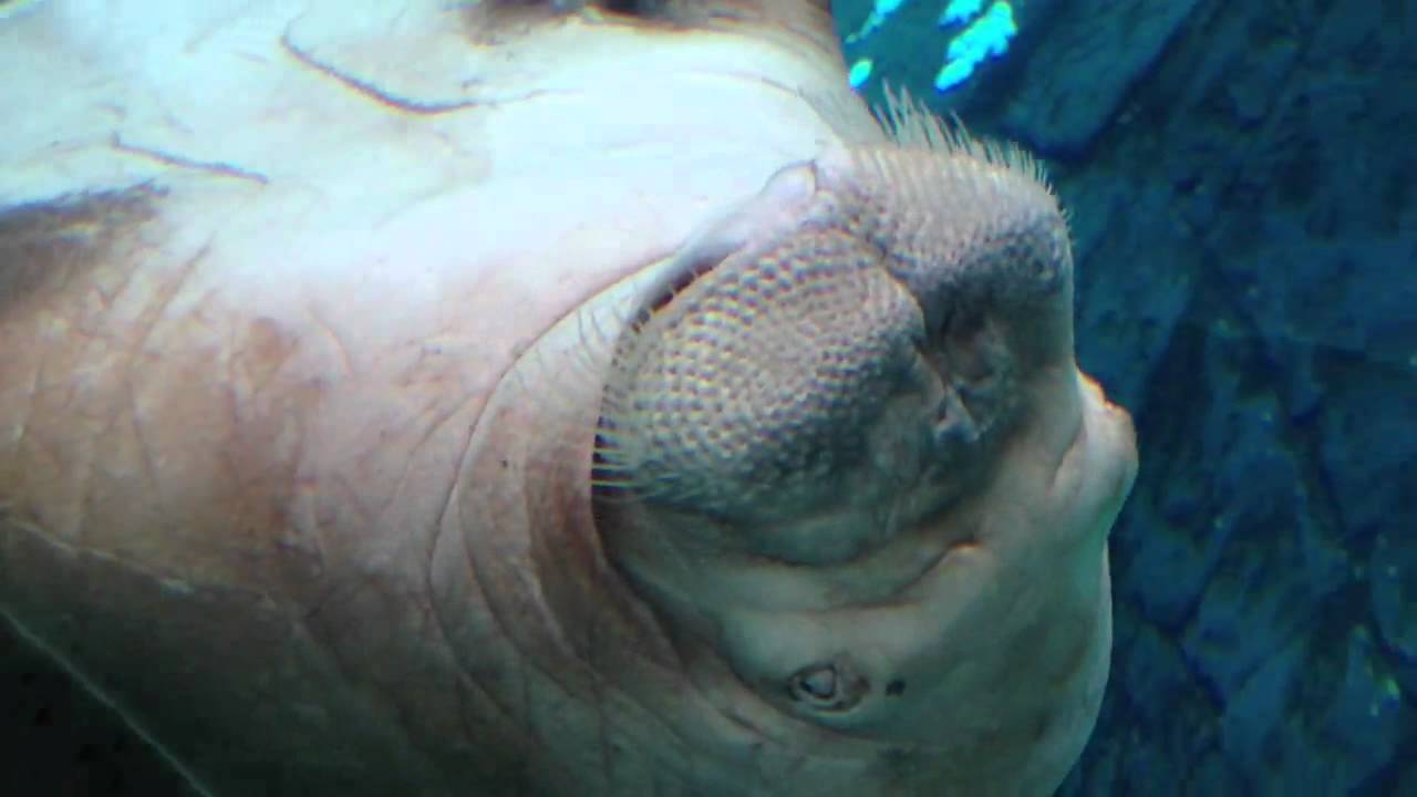 Seaworld San Diego walrus - YouTube