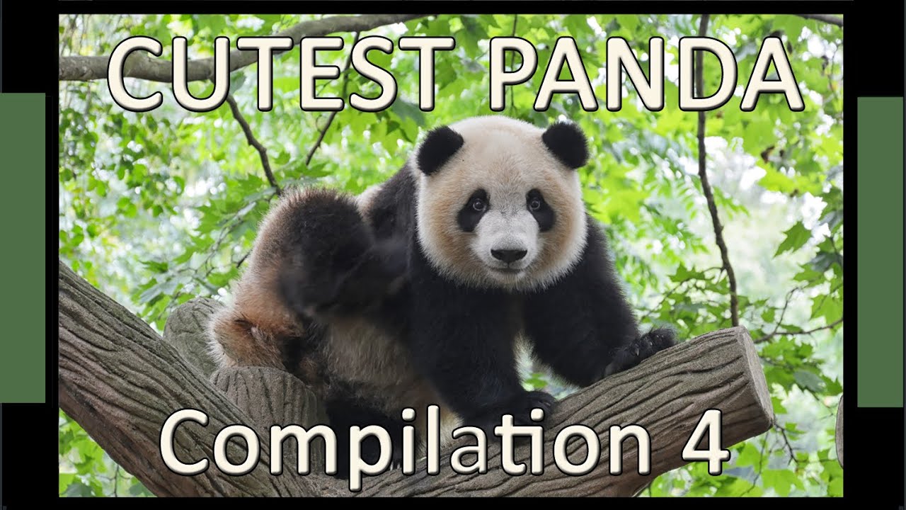 Cute Funny Panda Bears Compilation #4 - Pandas playing & doing silly ...