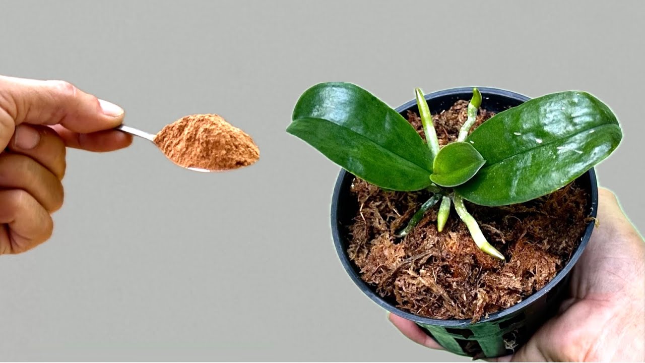 Kinh Ngạc Vì Phong Lan Lập Tức Hồi Sinh Diệu Kỳ Cách Này - YouTube