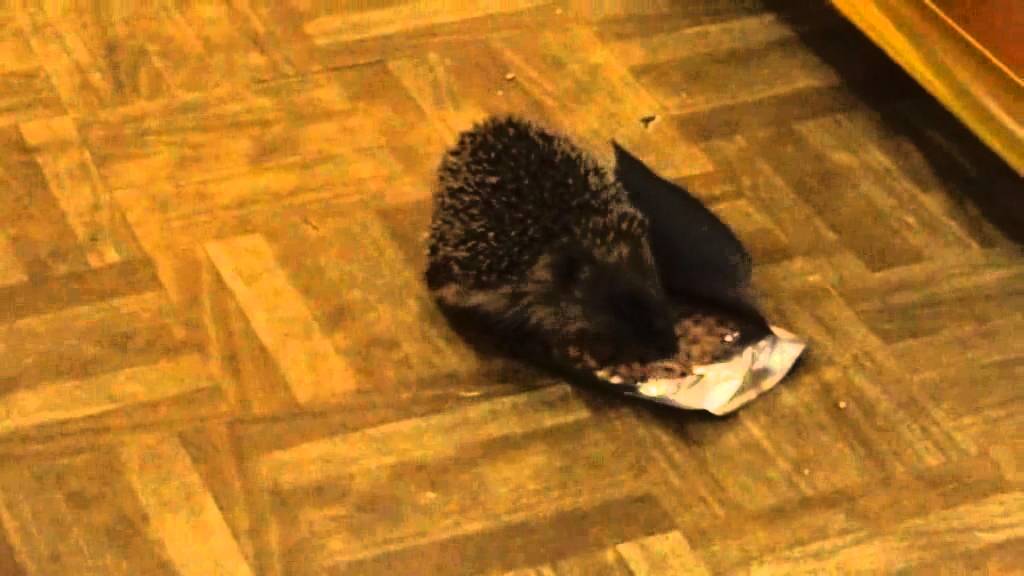 A Seriously Cute, Friendly Hedgehog Invades Our Home - YouTube