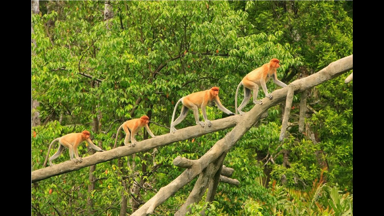 Amazing Facts About The Proboscis Monkey - YouTube