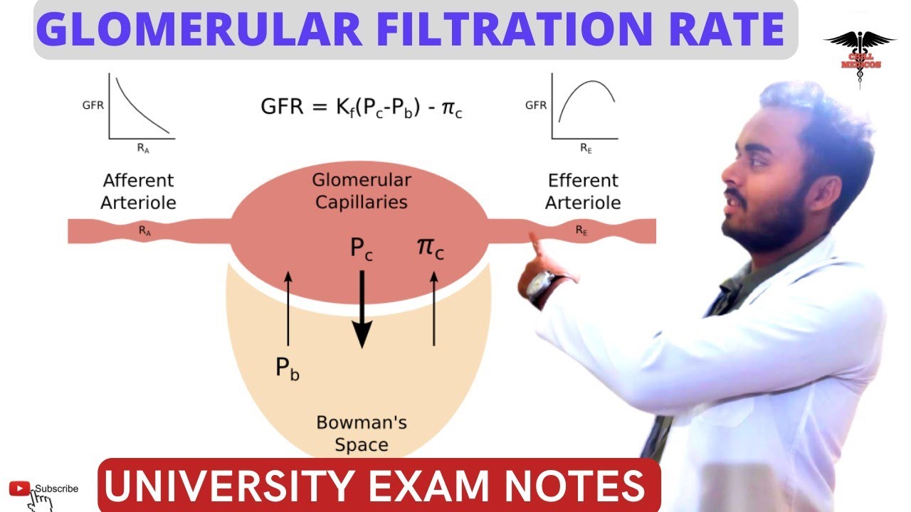Glomerular Filtration Rate GFR | Renal Syestem Physiology - YouTube